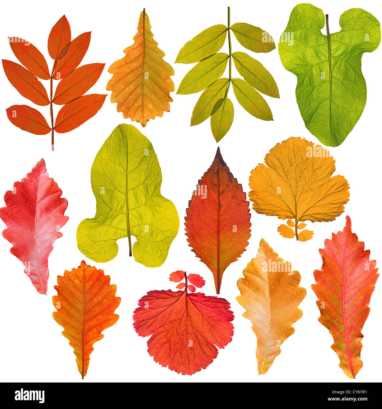 collection of tree leaves isolated on white background Stock Photo - Alamy