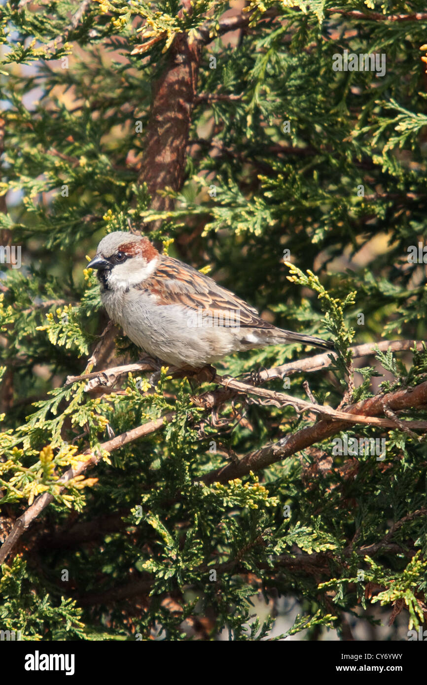 male hedge sparrow in bush Stock Photo - Alamy