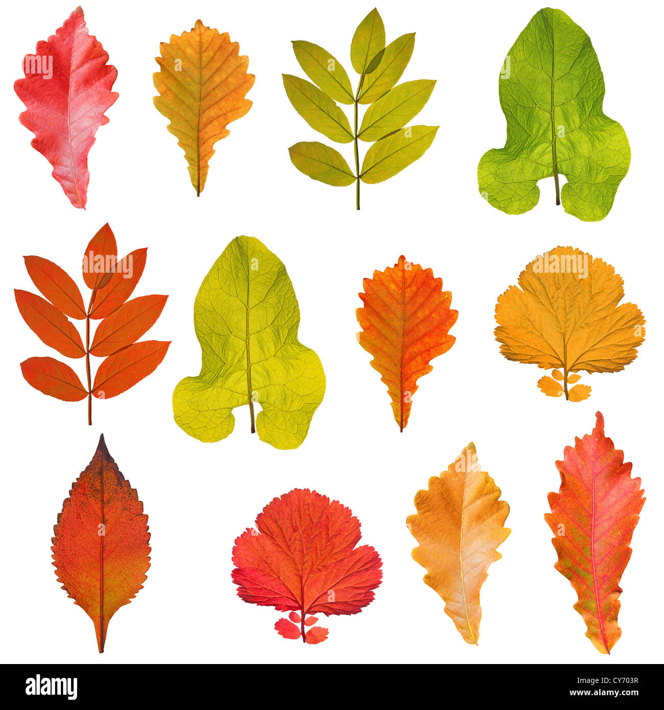 collection of tree leaves isolated on white background Stock Photo - Alamy
