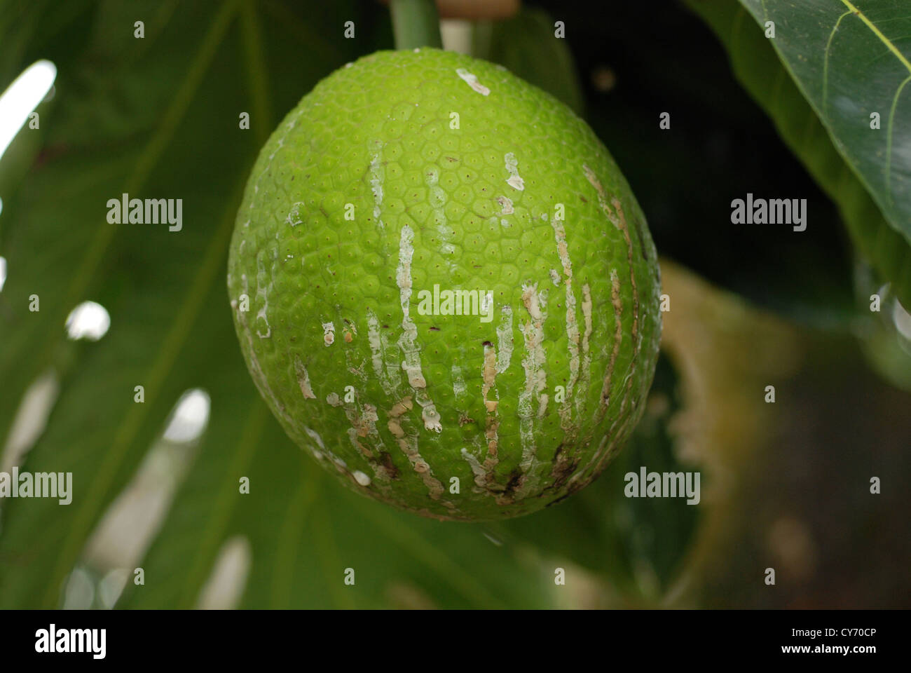 bread fruit in the gardens Stock Photo - Alamy