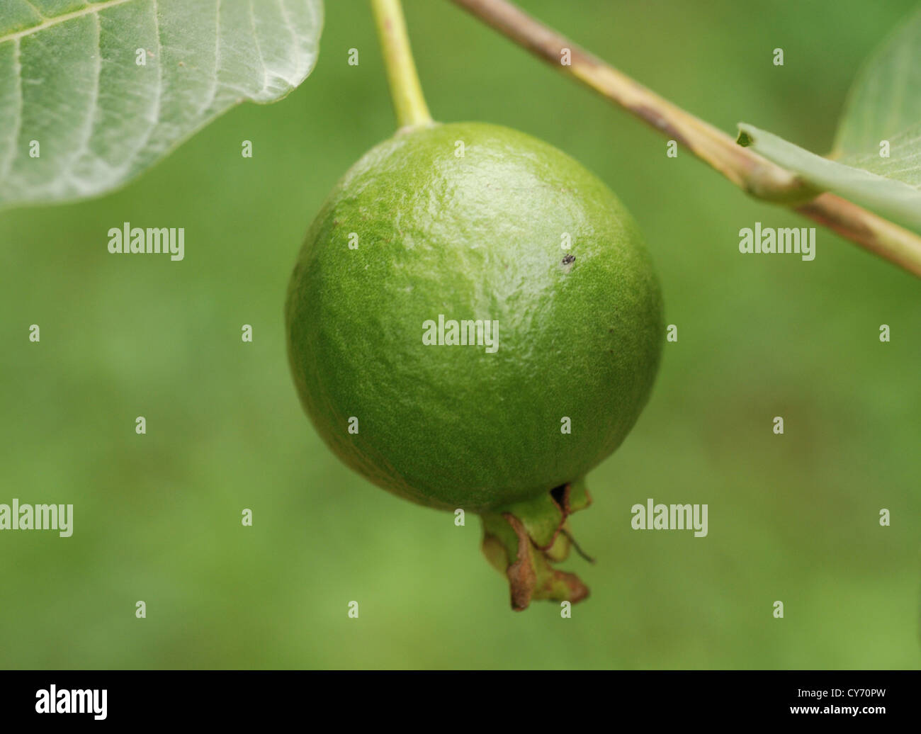 Guava gardens hi-res stock photography and images - Alamy