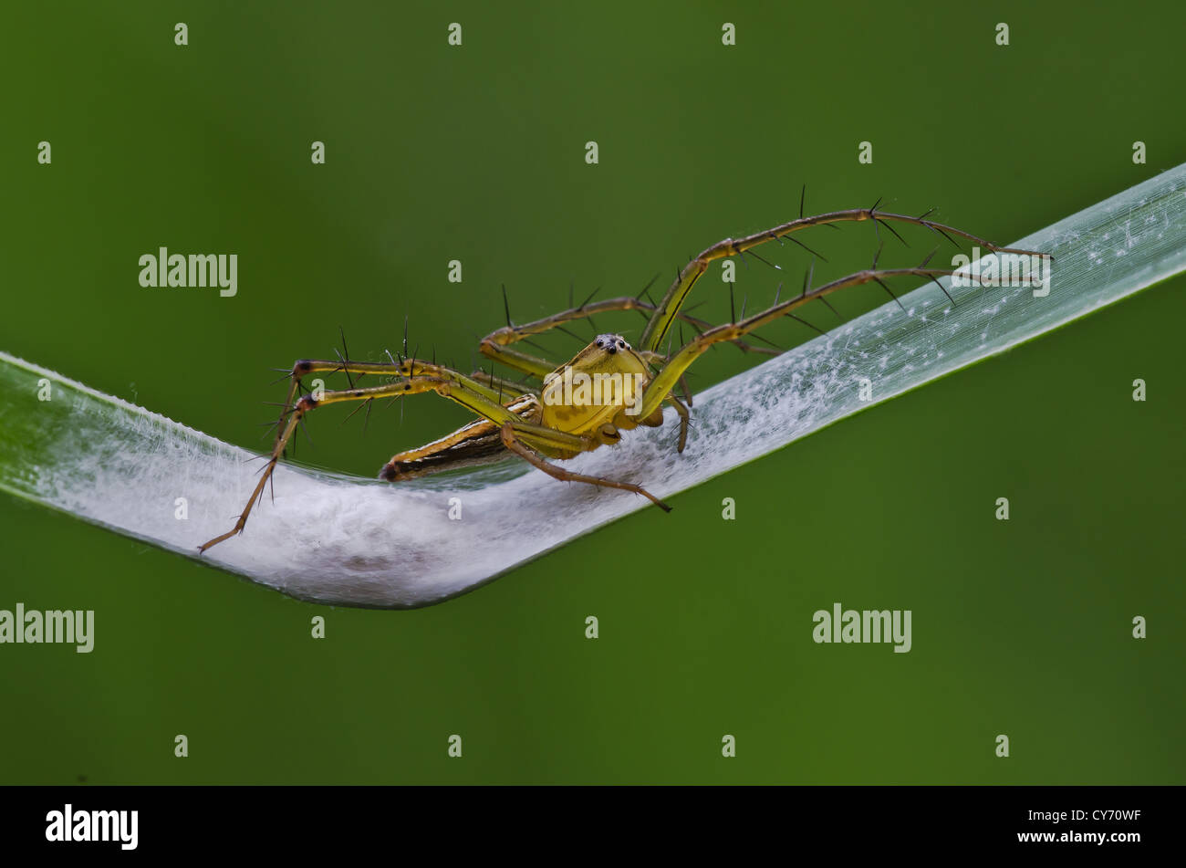 lynx spider guiding the nest Stock Photo - Alamy