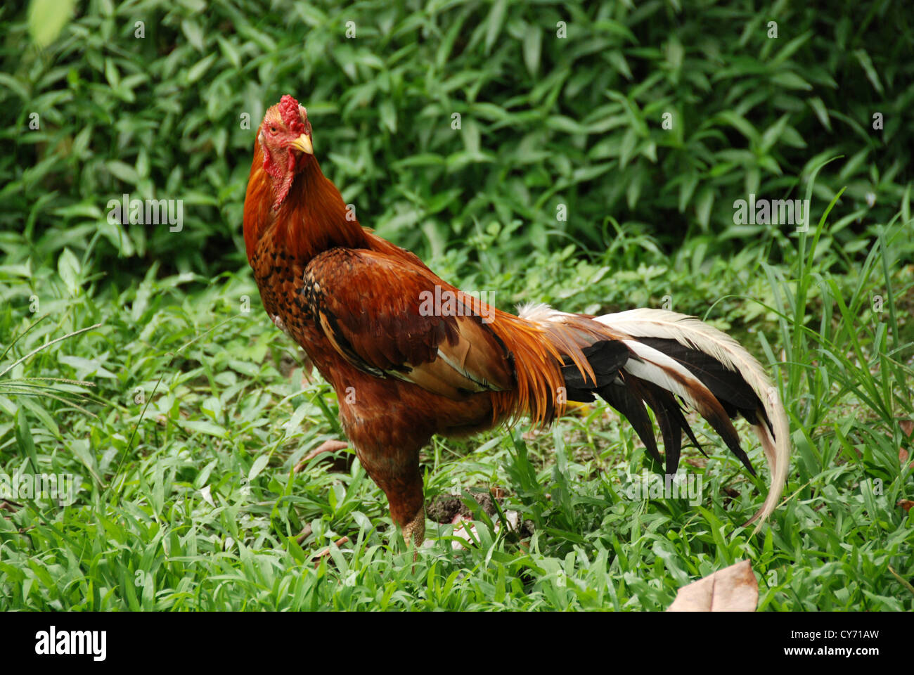 A handsome chicken in the farms Stock Photo - Alamy