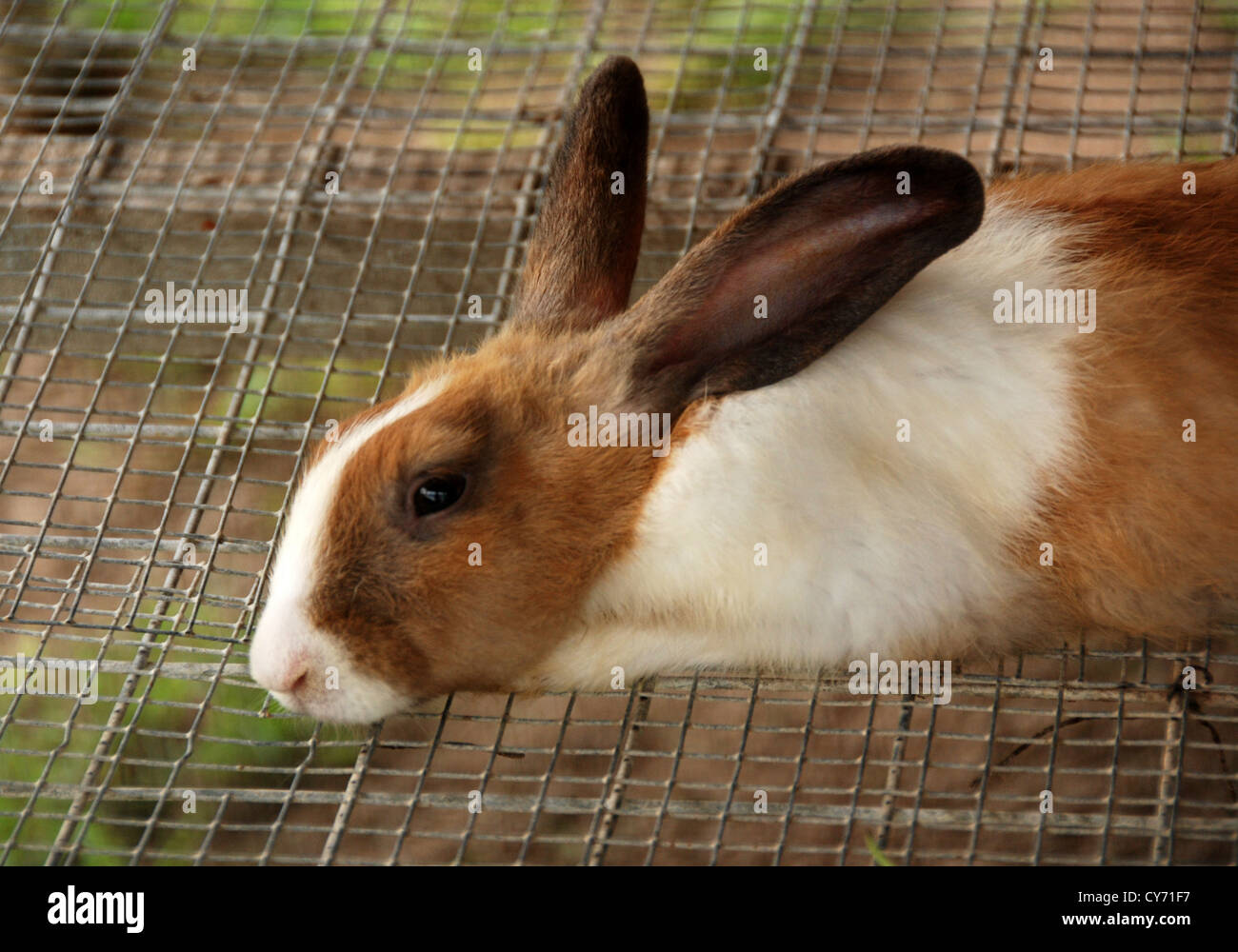 Rabbit in the animal farms Stock Photo - Alamy