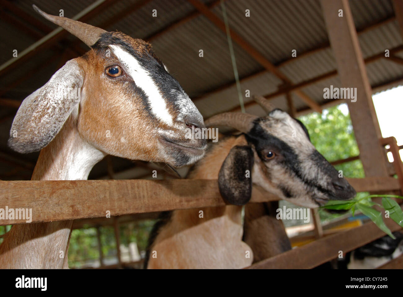 Goat in the animal farms Stock Photo - Alamy