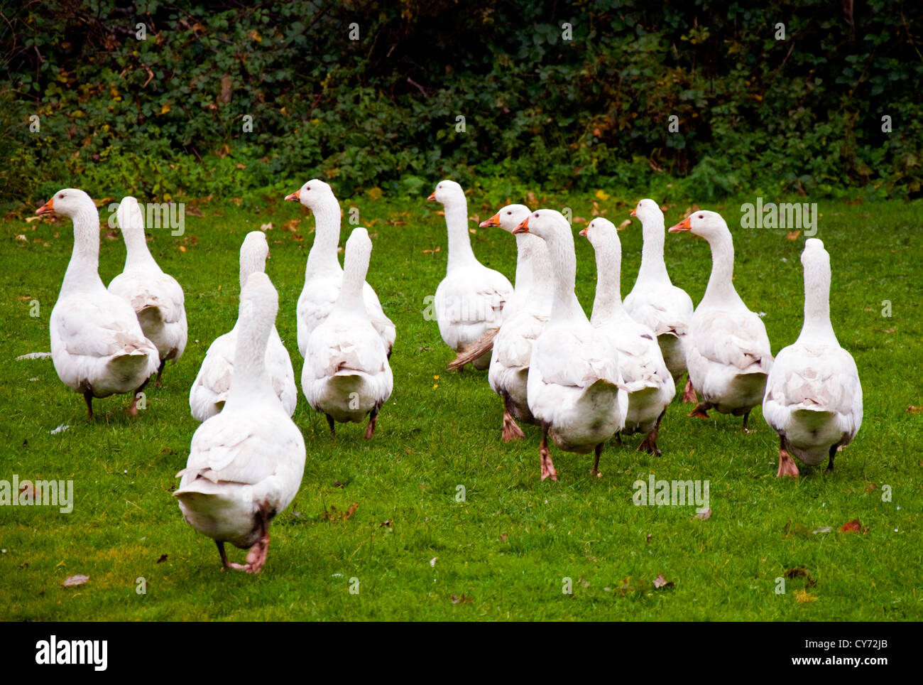 A gaggle of geese freerange awaiting Christmas when they will be sold ...