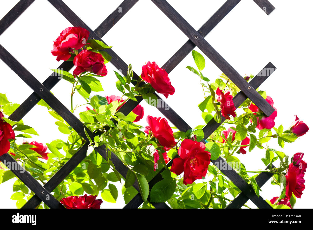 red rose bush on a white background Stock Photo - Alamy
