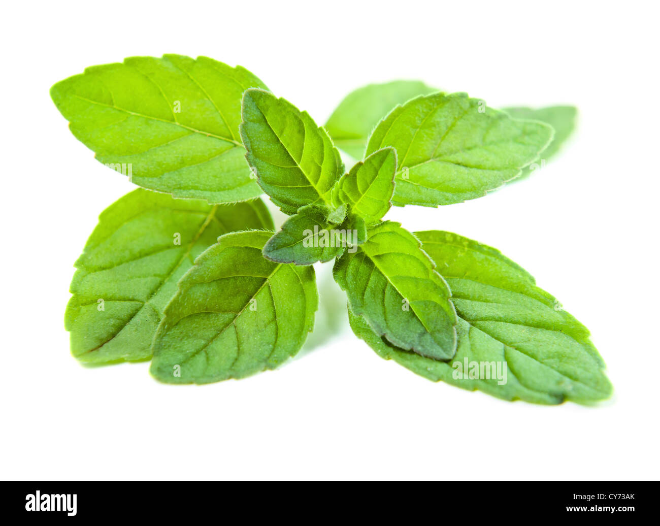 fresh peppermint isolated on a white background Stock Photo - Alamy