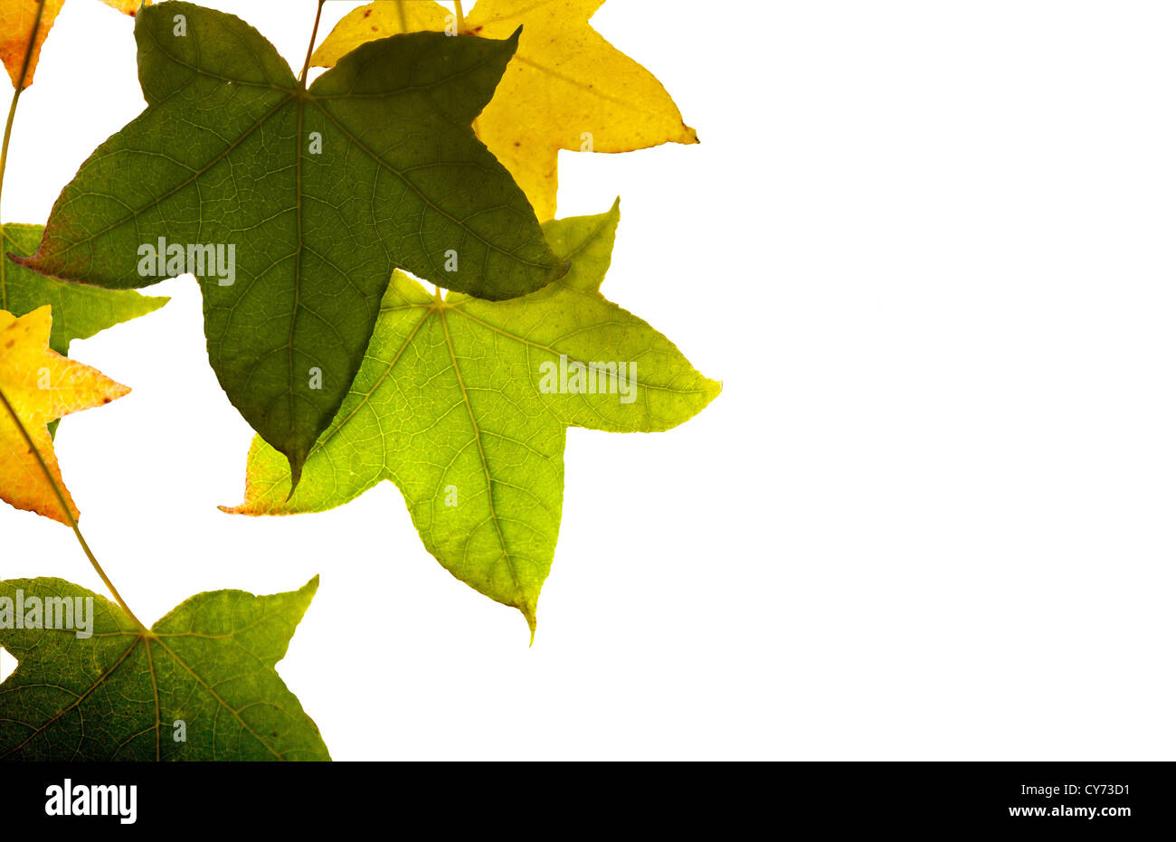 Maple leaves, Isolated Stock Photo - Alamy