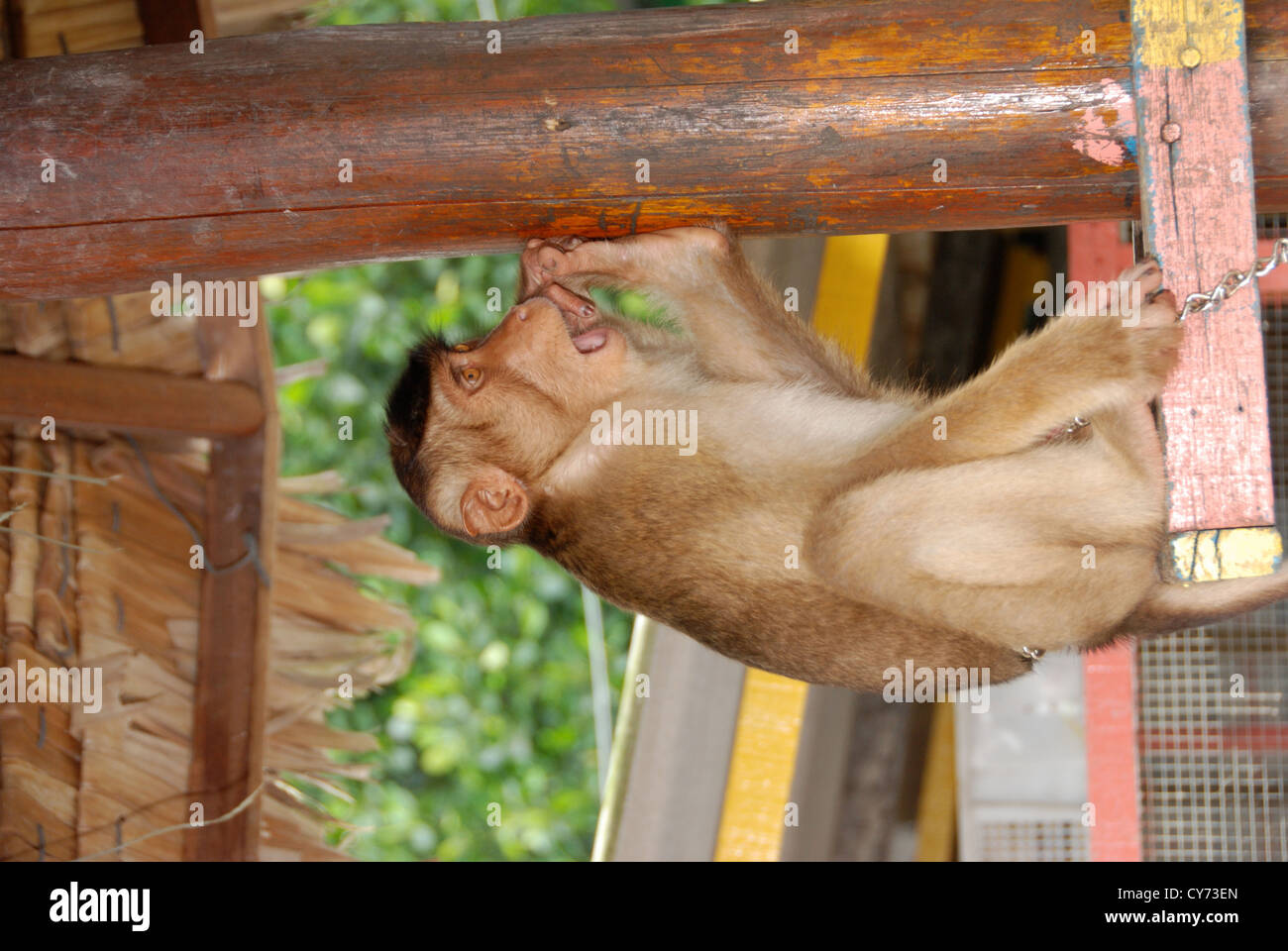 a monkey with chain in the farms Stock Photo - Alamy