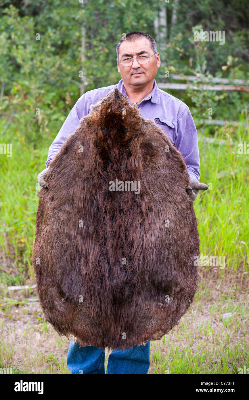 Beaver pelt canada hi-res stock photography and images - Alamy
