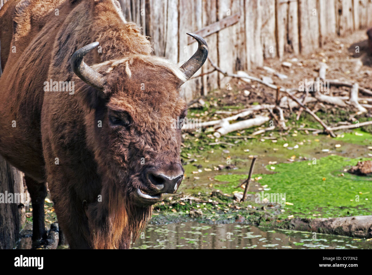 European bison (Bison bonasus) in zoo Prague Stock Photo - Alamy