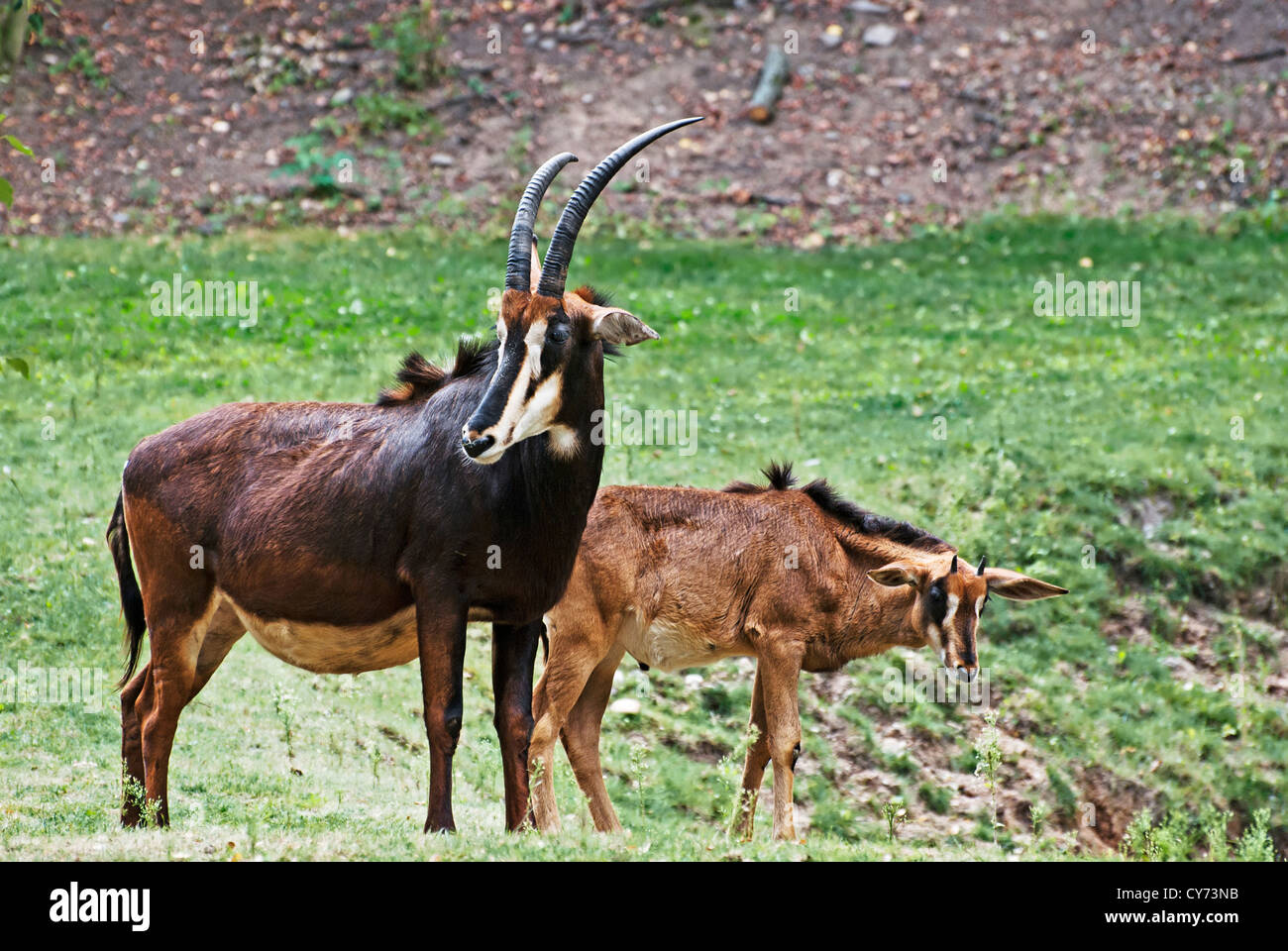 Sable antelope (hippotragus niger) portrait Stock Photo - Alamy