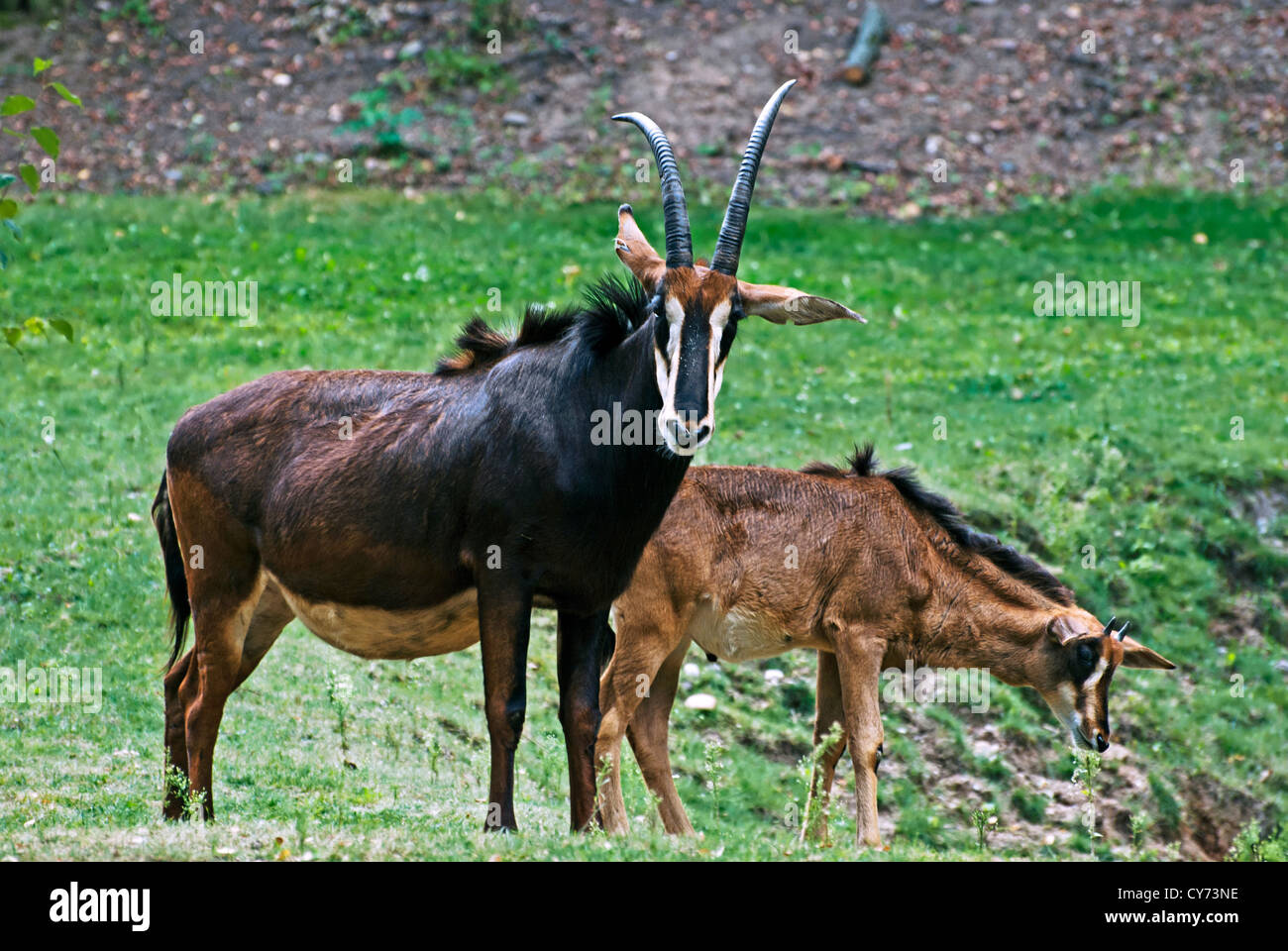 The sable antelope (Hippotragus niger) in the grassland Stock Photo - Alamy