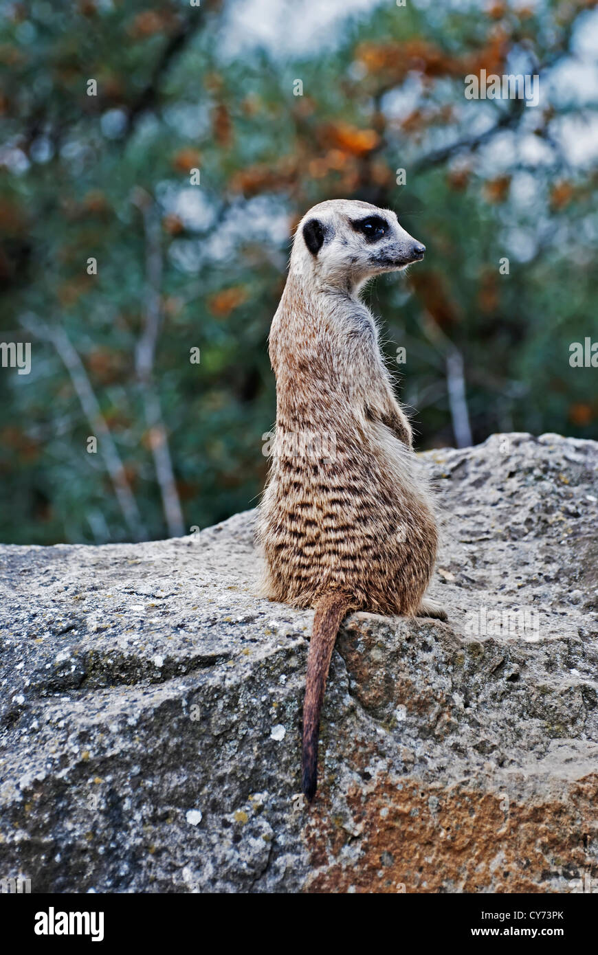 Meerkat or Suricate, Suricata suricatta Stock Photo - Alamy