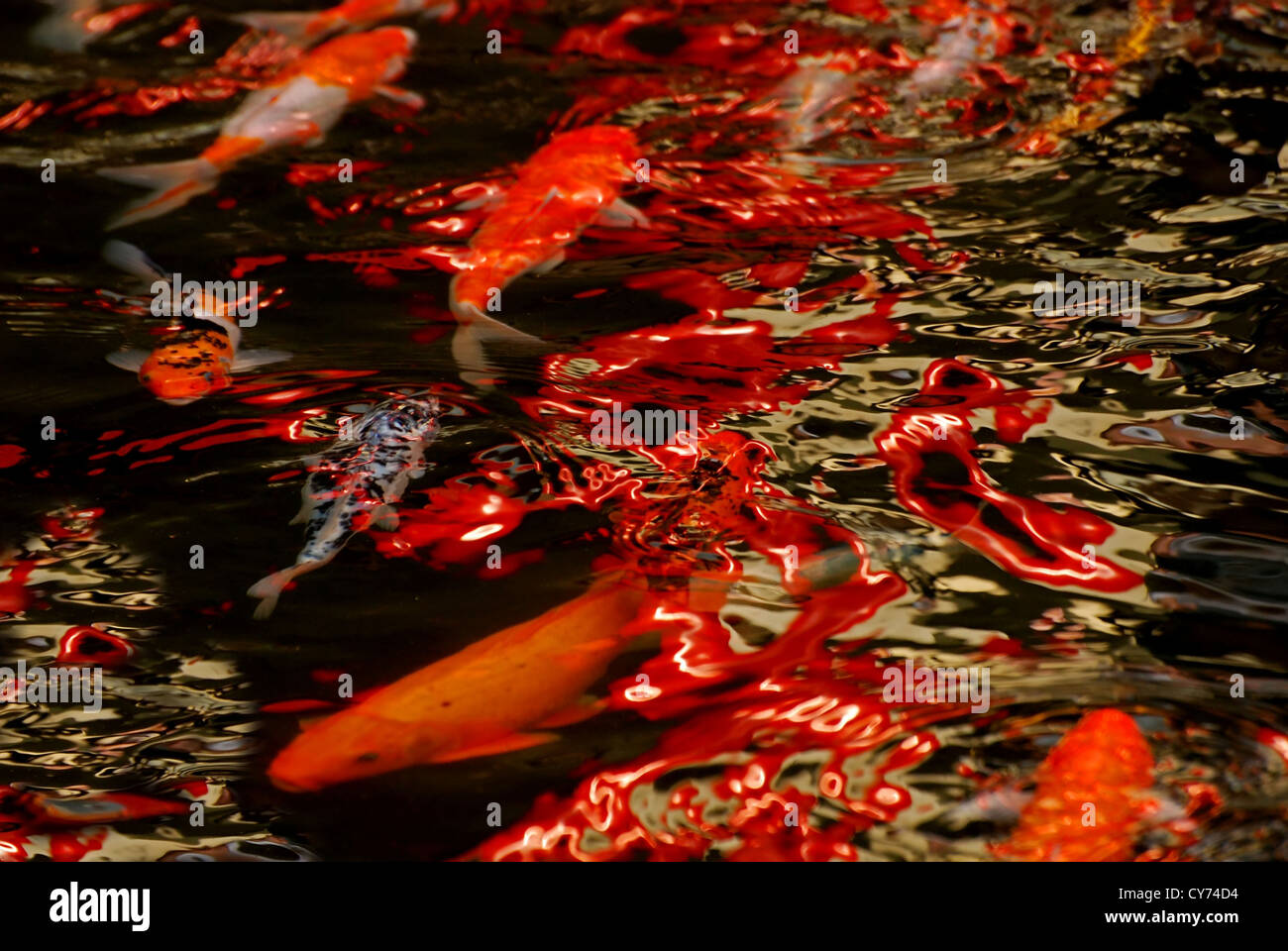 swimming in the Chinese garden ponds Stock Photo - Alamy