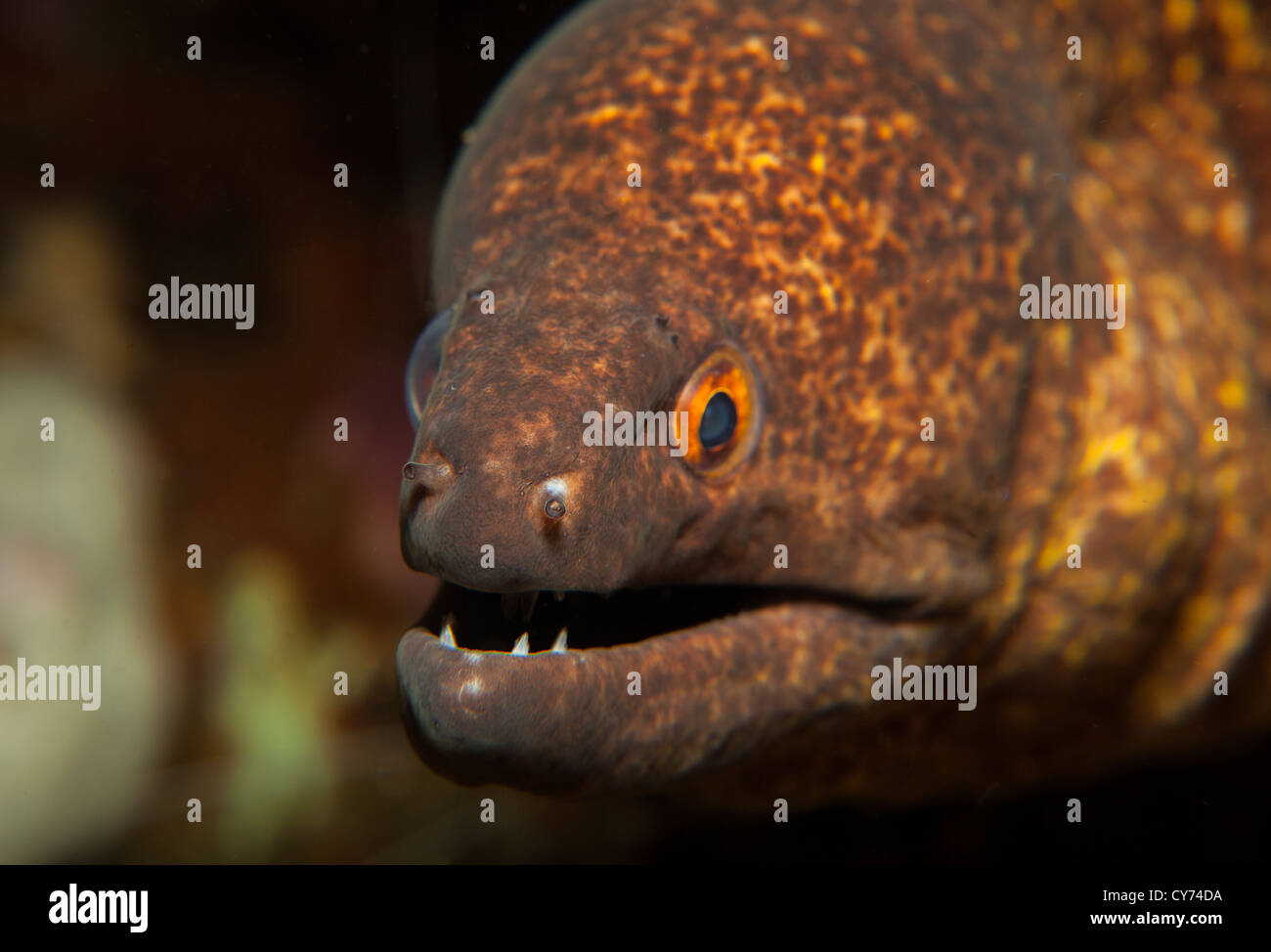 Morey hi-res stock photography and images - Alamy