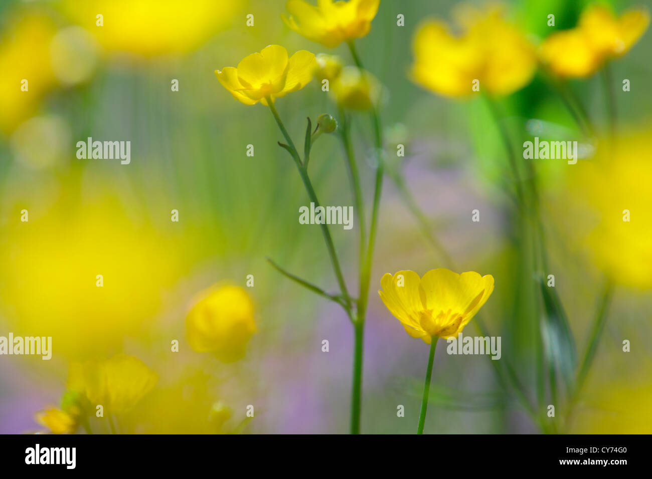Closeup yellow buttercup flowers hi-res stock photography and images ...