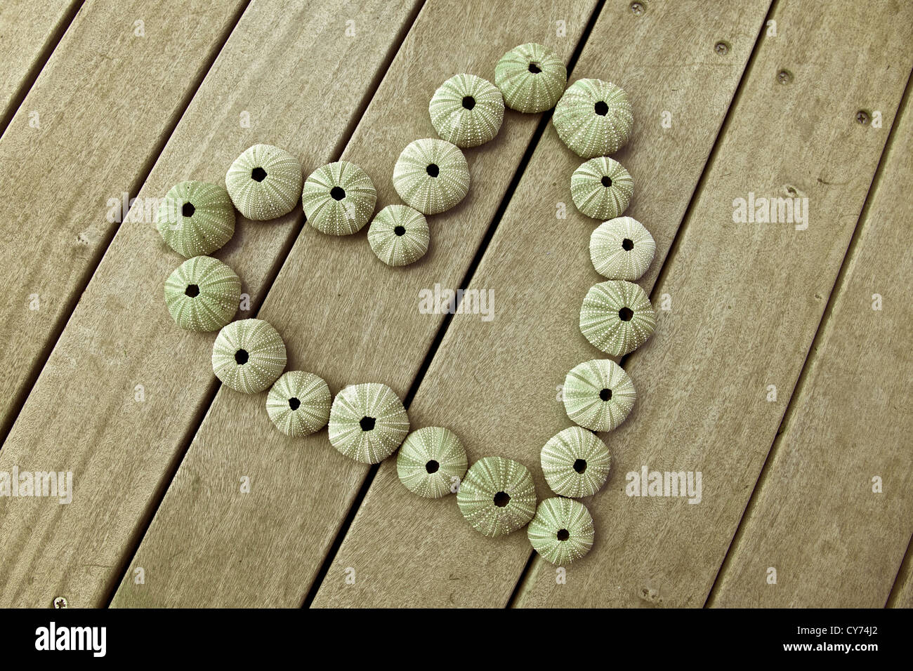 Heart shaped sea urchin hi-res stock photography and images - Alamy