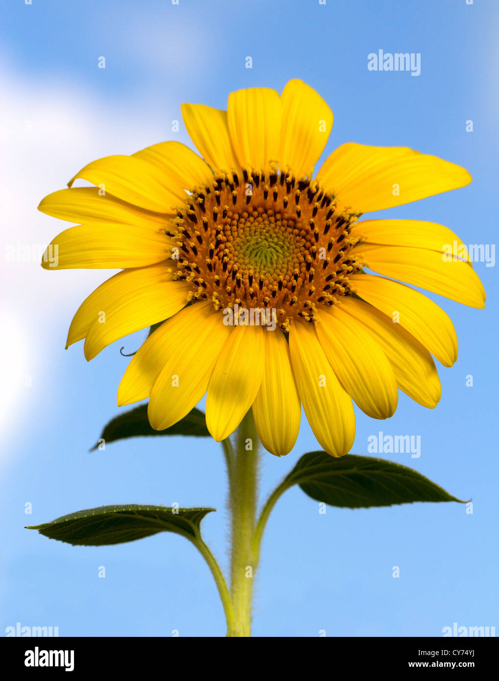 Sunflower on blue sky background Stock Photo - Alamy