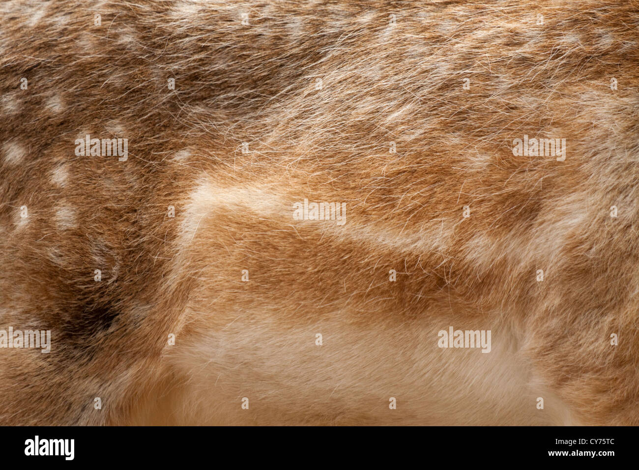 Spotted coat of a Fallow Deer Stock Photo - Alamy