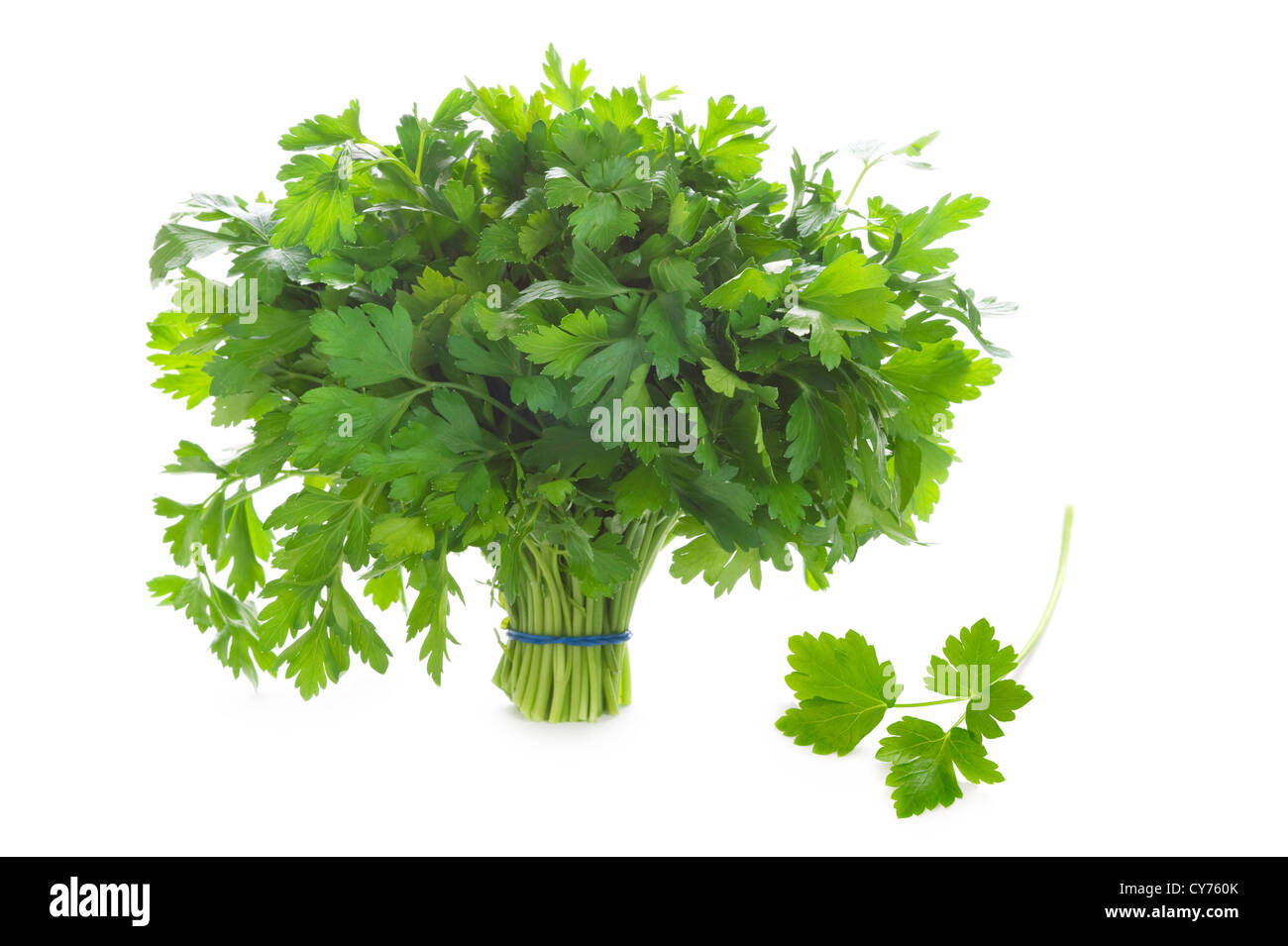 flat leaf parsley fresh herb bunch isolated on a white background Stock ...