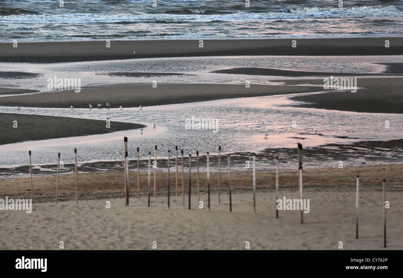 De haan hi-res stock photography and images - Alamy