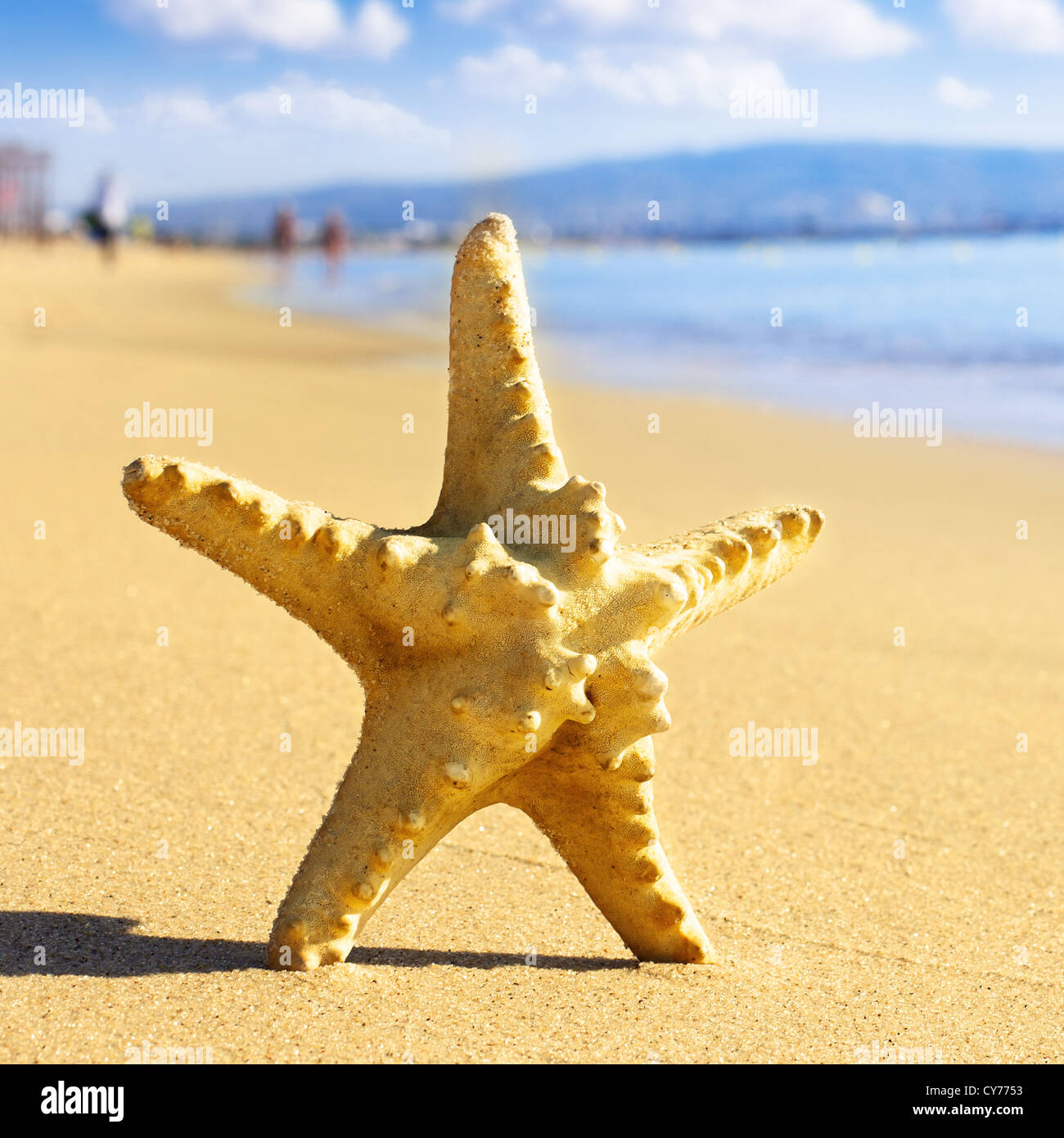 Closeup of sea star on the beach with wave in background Stock Photo ...