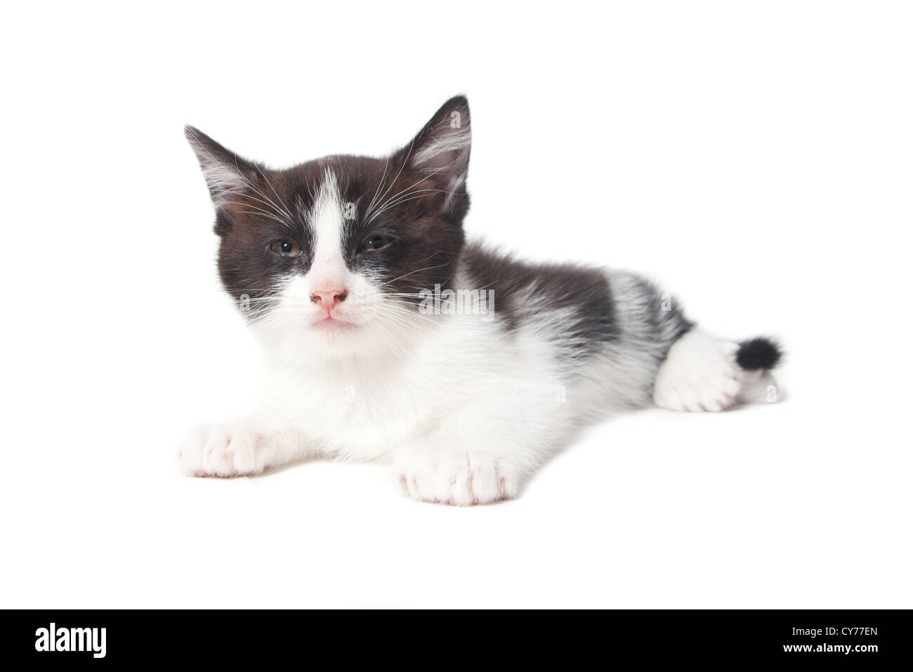 kitten being lazy isolated on white background Stock Photo - Alamy