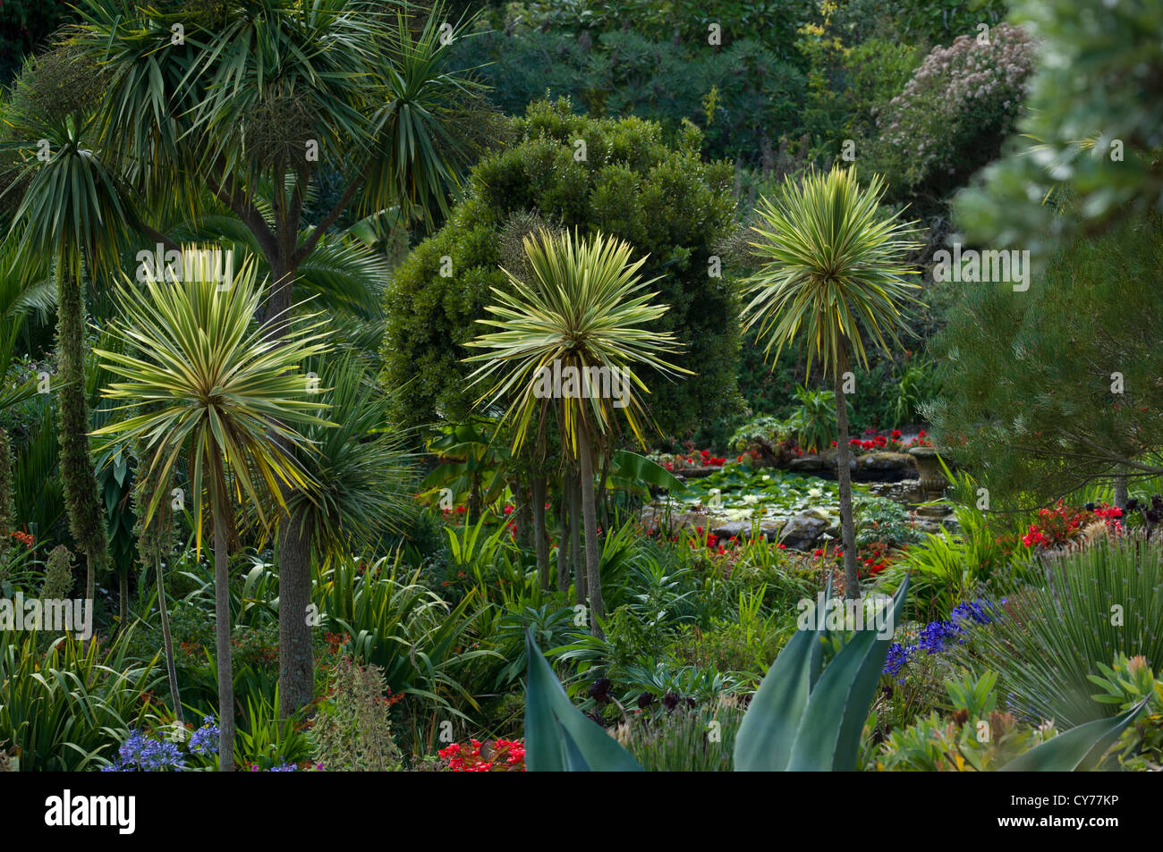 Exotic sub-tropical plants, Tresco Abbey Garden, Tresco, Isles of ...