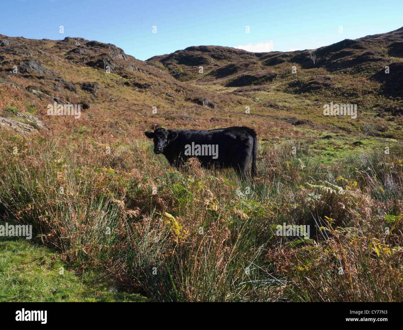 Hafod y llan farm hi-res stock photography and images - Alamy