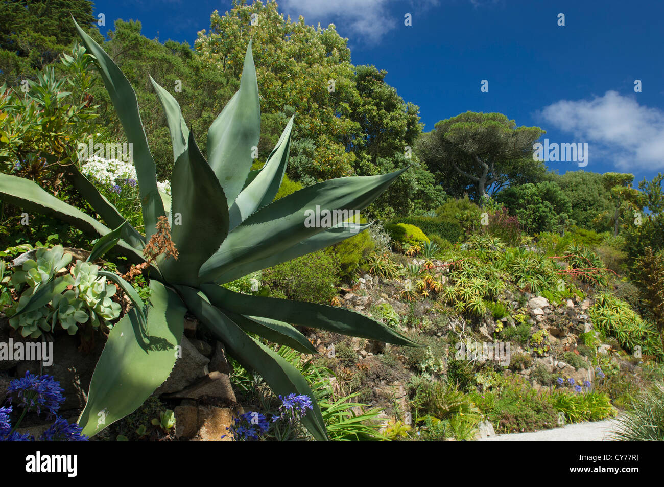Sub-tropical plants in Tresco Abbey Garden, Tresco, Isles of Scilly ...