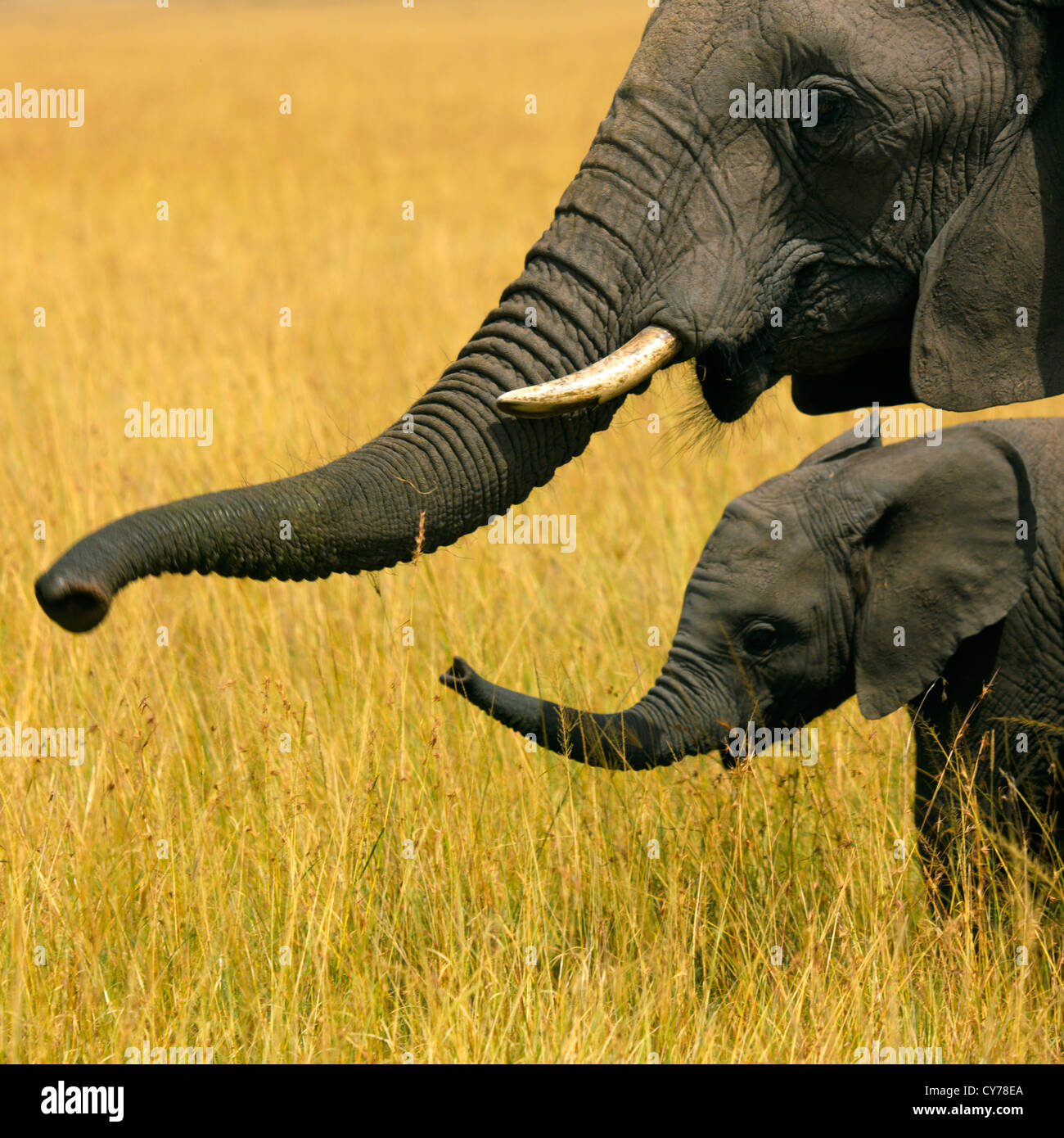 Elephant bebe hi-res stock photography and images - Alamy