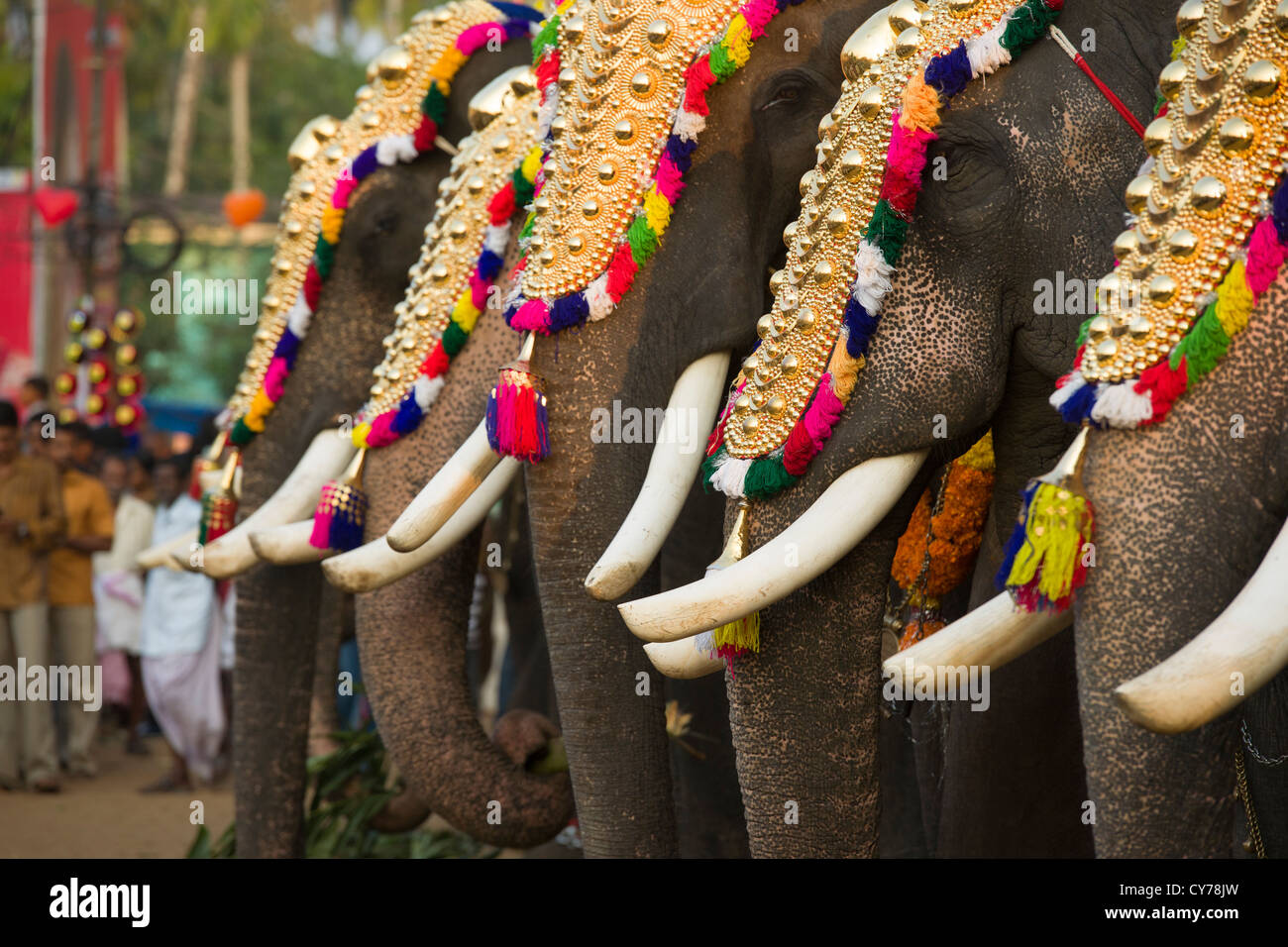 Caparisoned elephants wearing golden Nettipattam at the Goureeswara ...