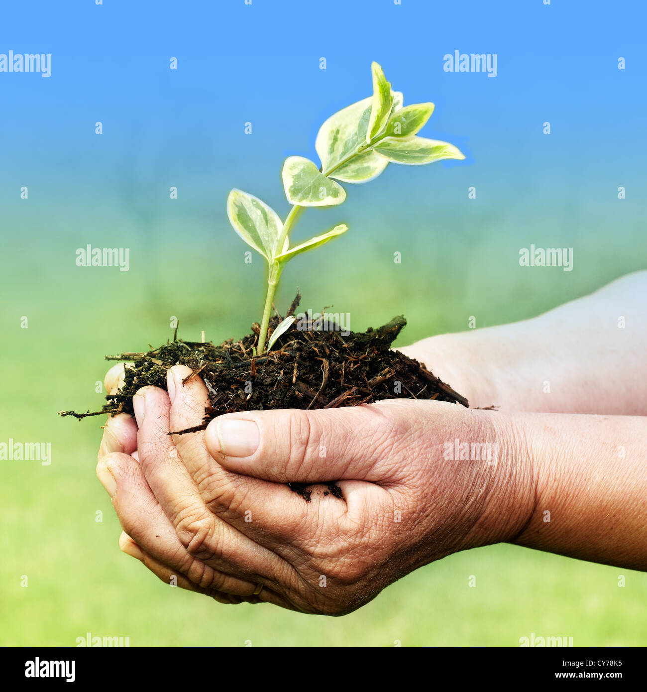 Small plant growing support by human hands Stock Photo - Alamy