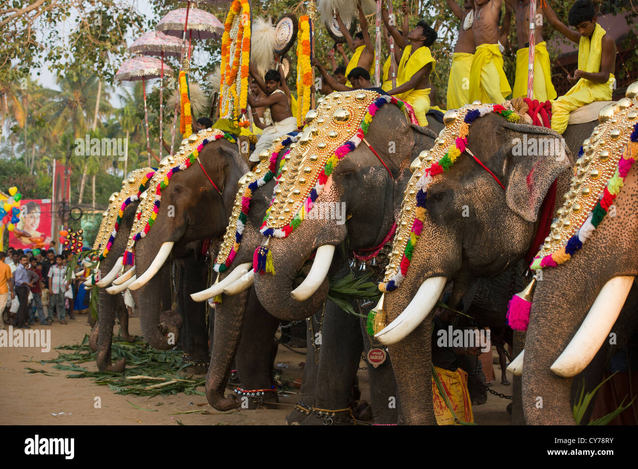 Caparisoned elephants wearing golden Nettipattam at the Goureeswara ...