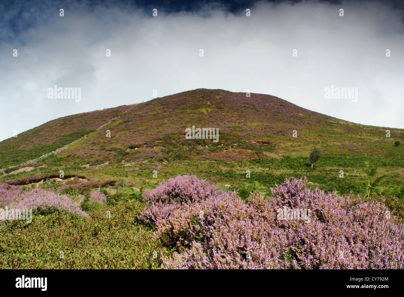 Heather on moel arthur hi-res stock photography and images - Alamy