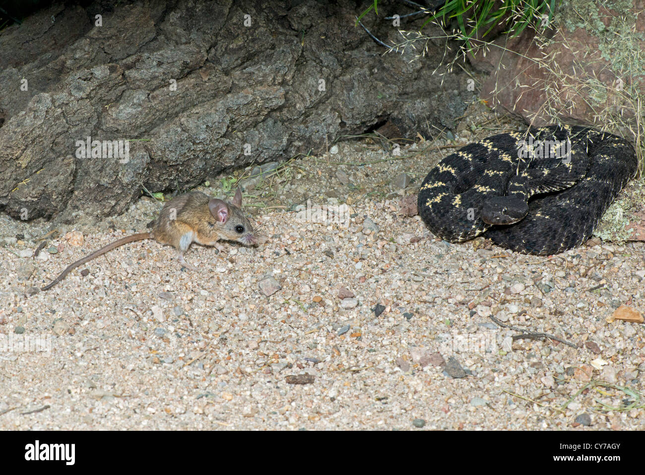 Arizona Black Rattlesnake stalking Cactus Mouse Crotalus cerberus ...