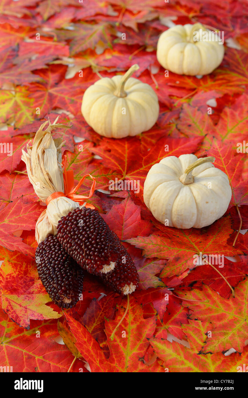 Indian corn hi-res stock photography and images - Alamy