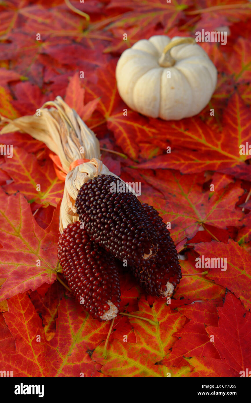 Three Mini Red dry Indian corn cobs with white mini pumpkin on a bed of ...