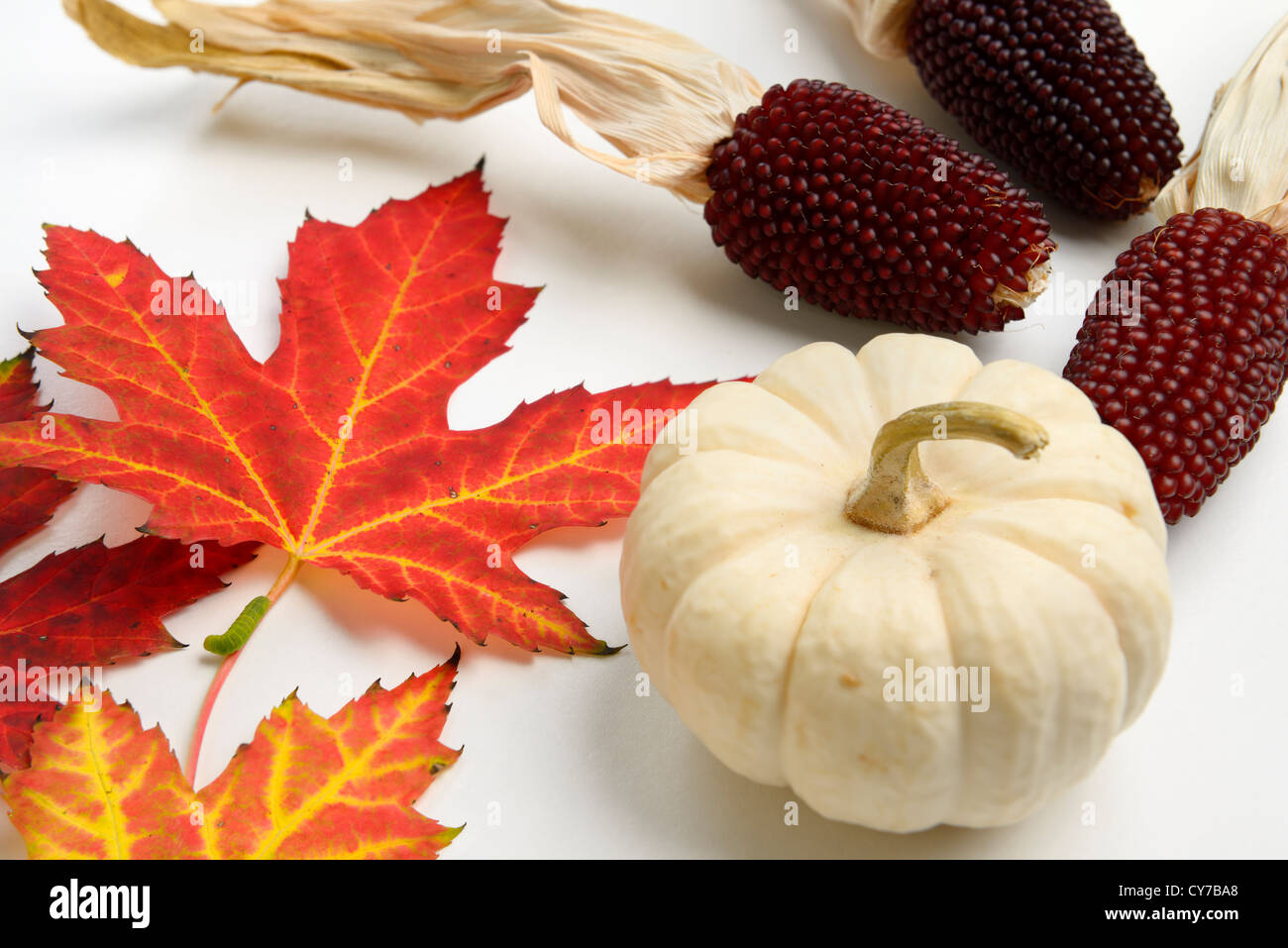 Mini Red dry Indian corn cobs with white mini pumpkin and three Red ...
