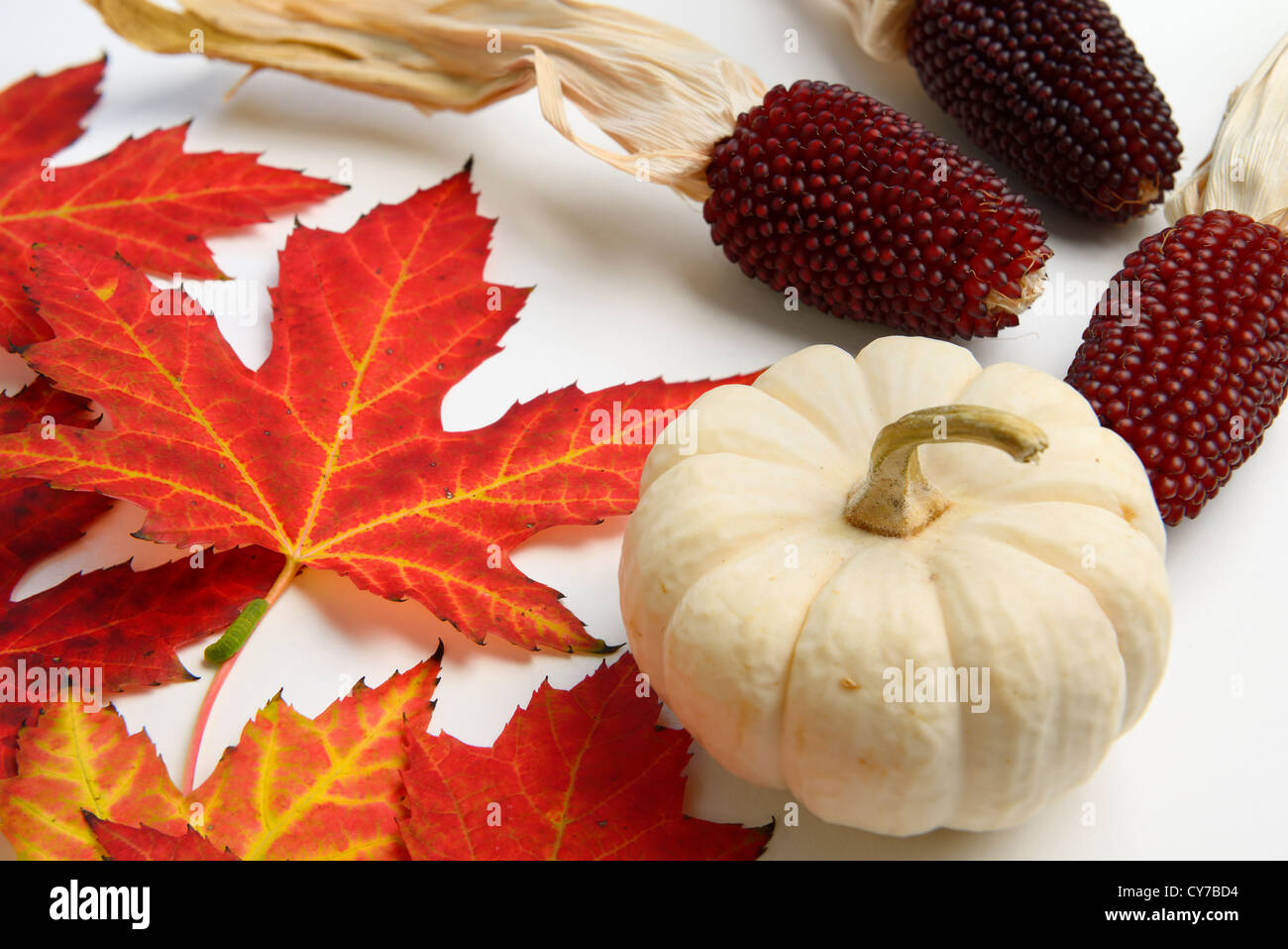 Mini Red dry Indian corn cobs with white mini pumpkin and Red Maple ...