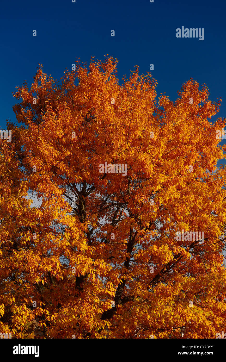 Leaves of a Northern Red Oak tree changing color to a bright orange ...