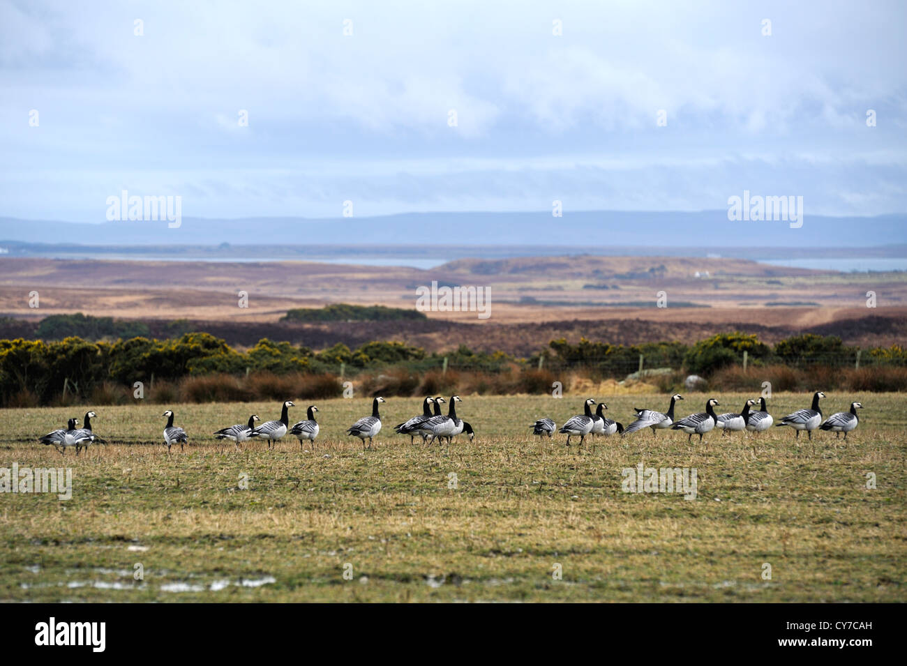 Barnacle geese islay hi-res stock photography and images - Alamy