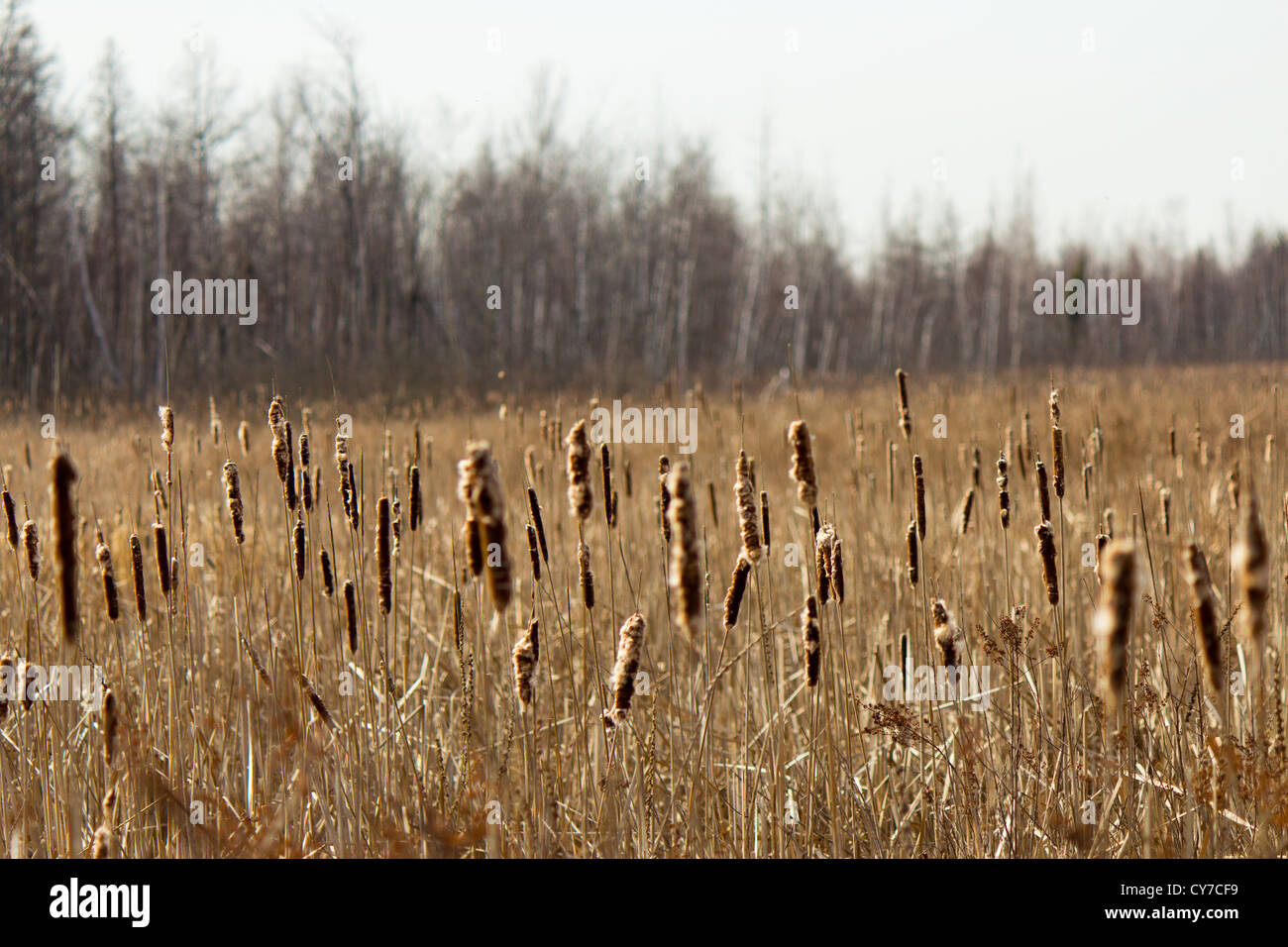 Bulrush in marsh hi-res stock photography and images - Alamy