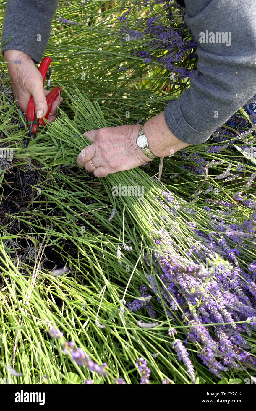 Cutting lavender in a garden Stock Photo - Alamy