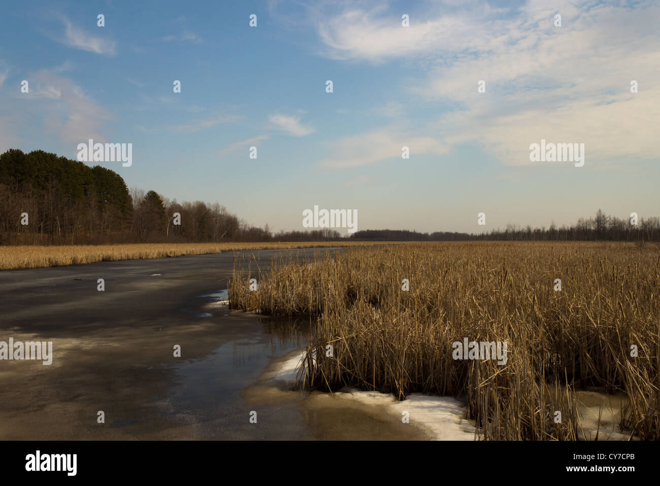 Bulrush plants in a marsh Stock Photo - Alamy