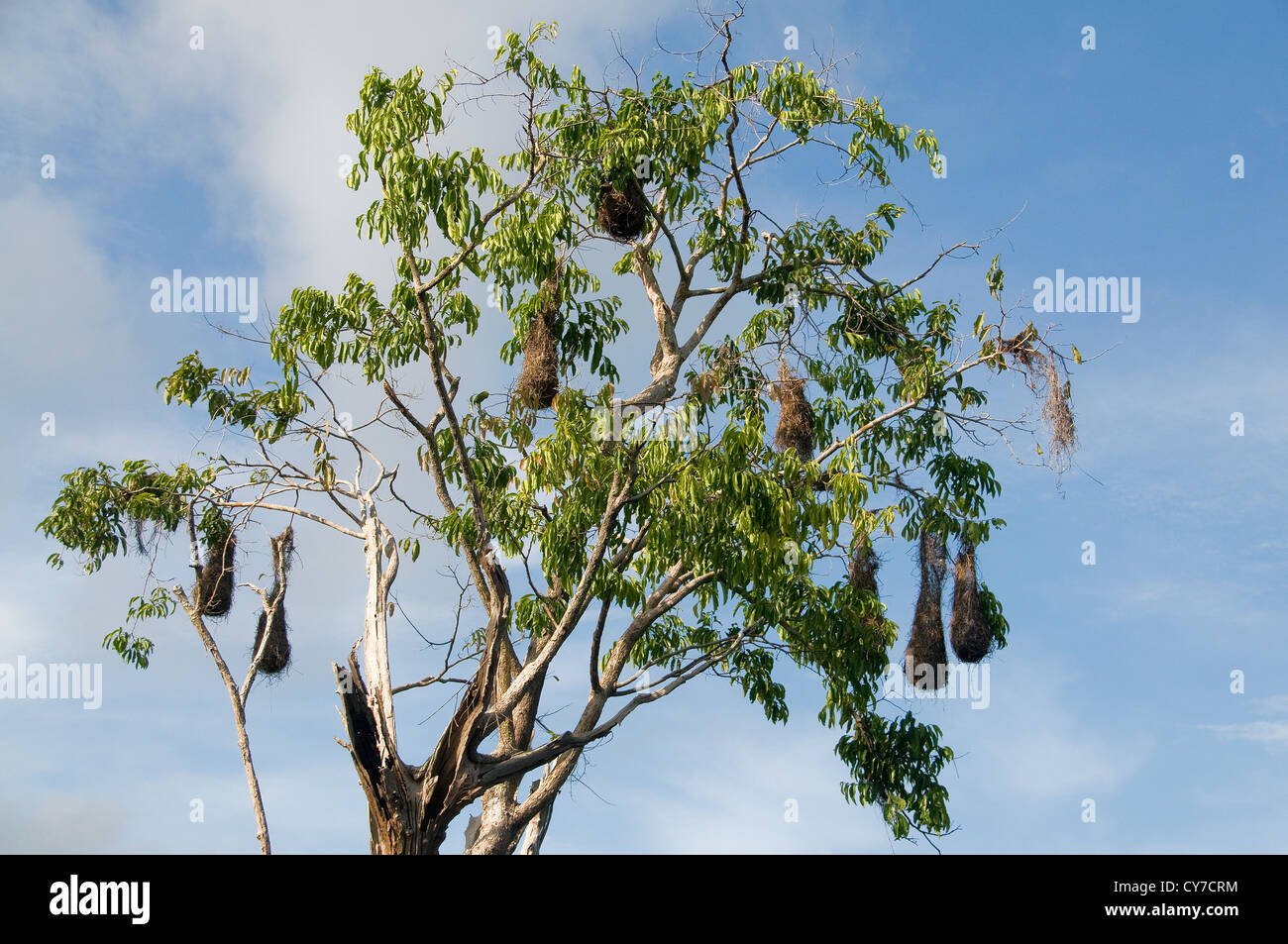 The Japim bird or "Amazon Weaver" builds a unique protective nest that ...
