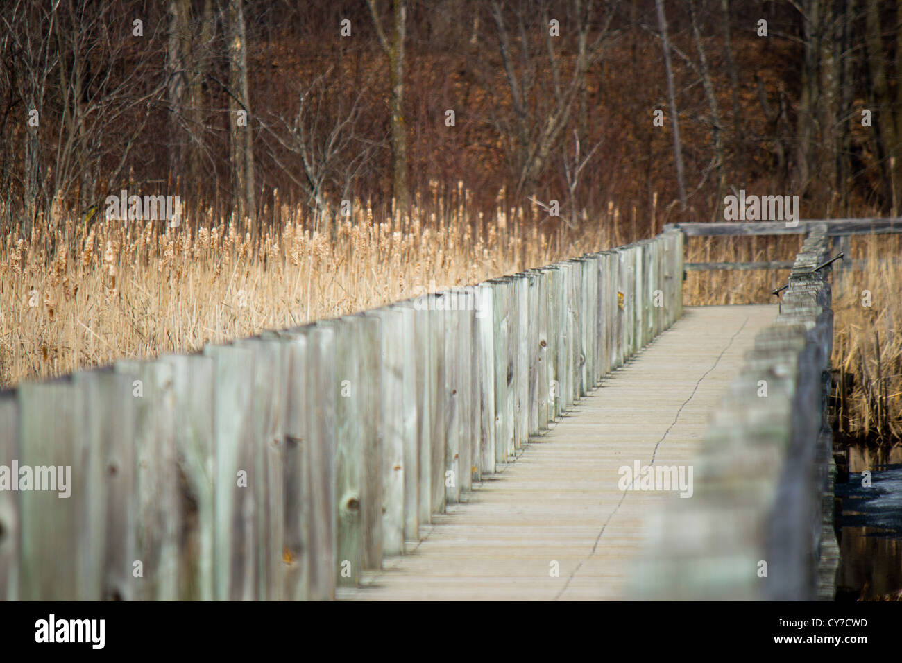 Boardwalk over a marsh Stock Photo - Alamy
