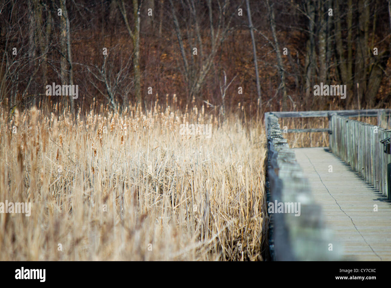 Boardwalk over a marsh Stock Photo - Alamy